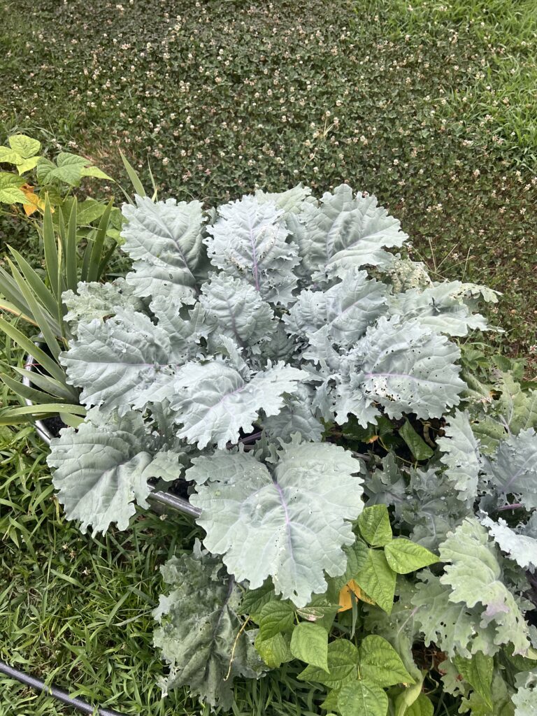 Growing Red Russian Kale – Grow Like Mike