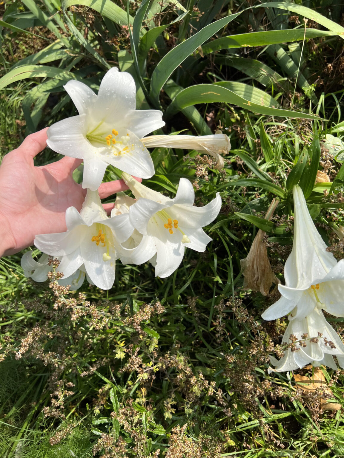 Growing Lily Flowers in Your Garden: A Complete Guide – Grow Like Mike